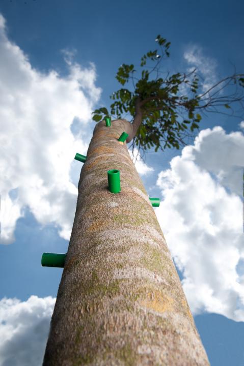 Artificial inoculation | Gaharu 沉香 Agarwood