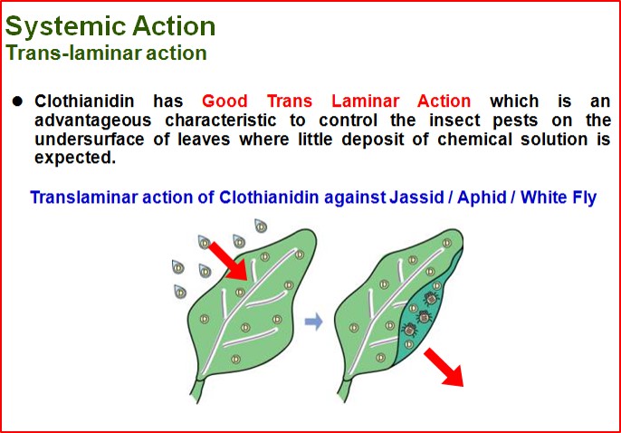 translaminar | Gaharu 沉香 Agarwood