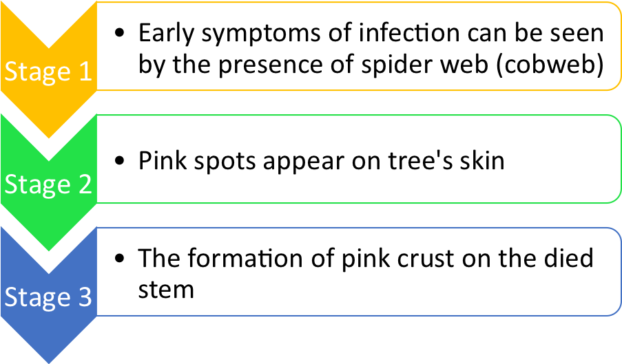 Pink Disease | Gaharu 沉香 Agarwood