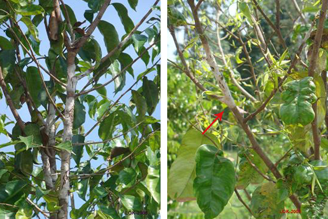 Pink Disease | Gaharu 沉香 Agarwood