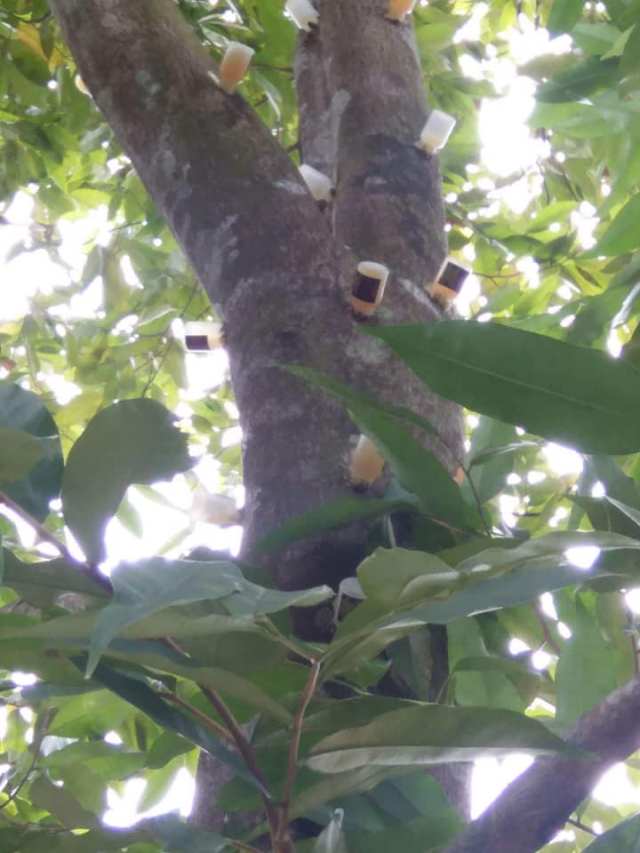 Artificial inoculation | Gaharu 沉香 Agarwood