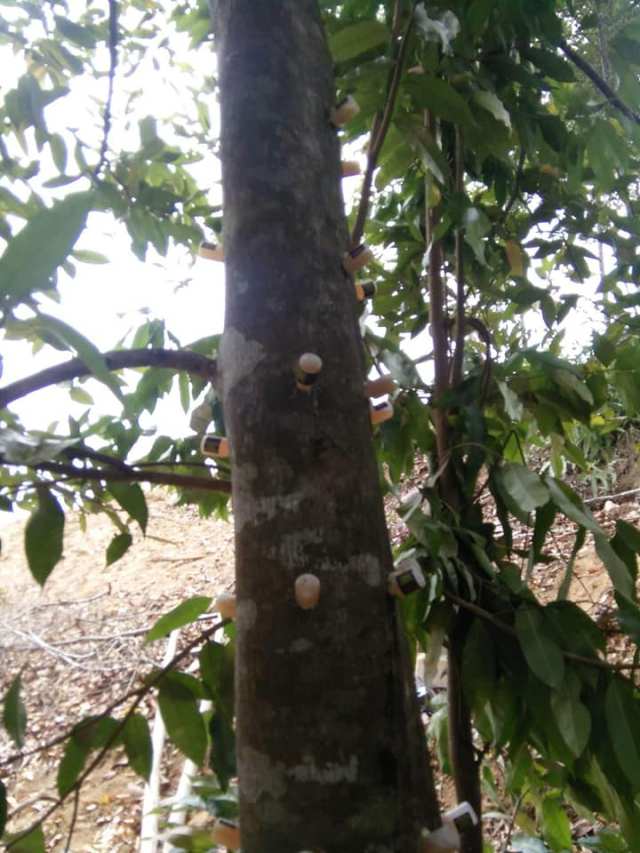 Artificial inoculation | Gaharu 沉香 Agarwood