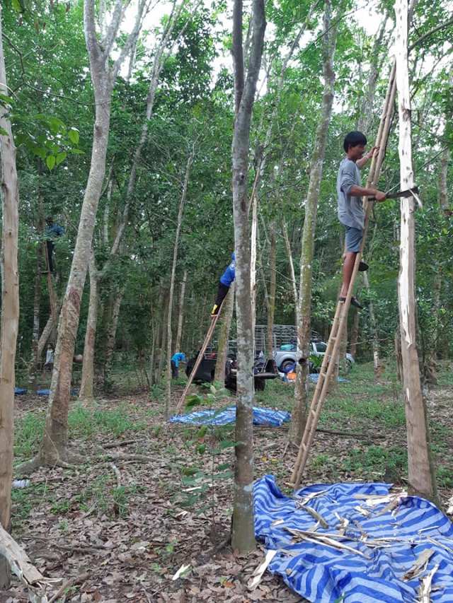 Agar-SIT | Gaharu 沉香 Agarwood