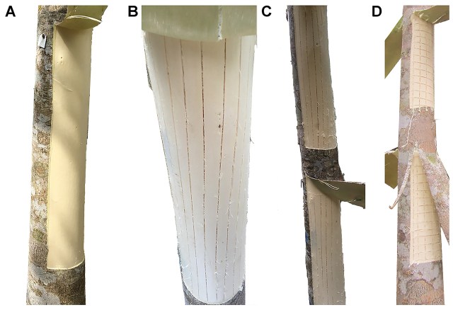 Artificial inoculation | Gaharu 沉香 Agarwood