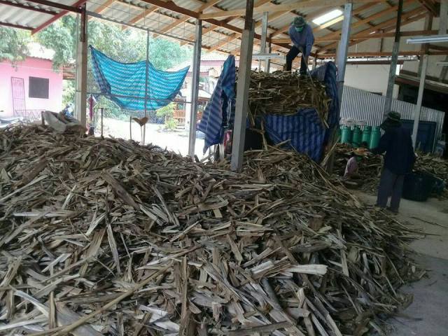 Agar-SIT | Gaharu 沉香 Agarwood