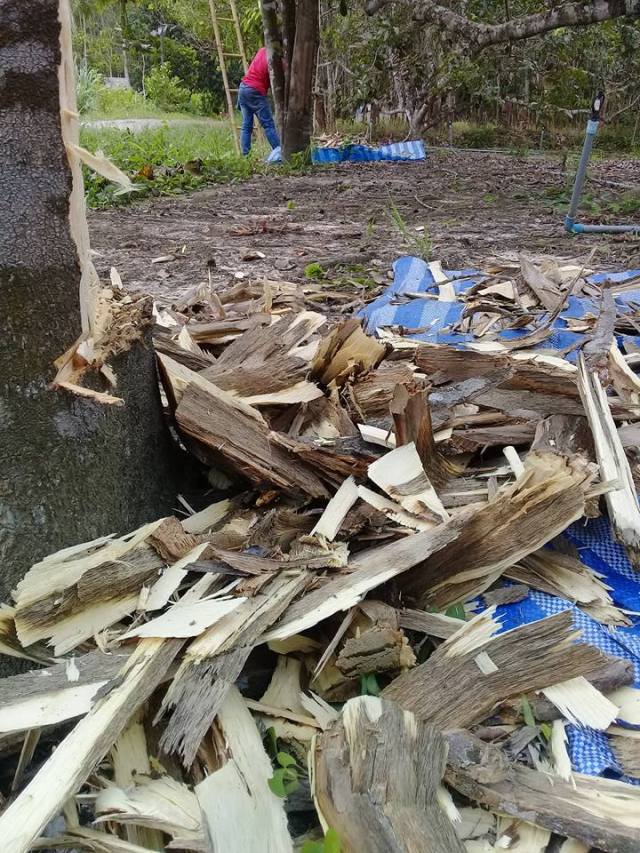 Agar-SIT | Gaharu 沉香 Agarwood