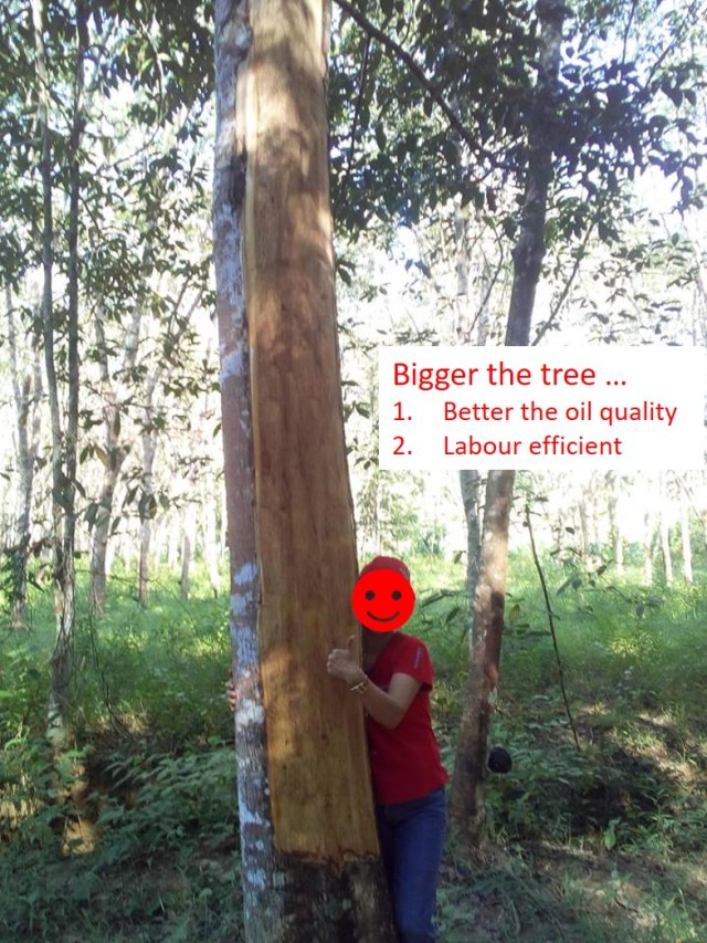 Agar-SIT | Gaharu 沉香 Agarwood