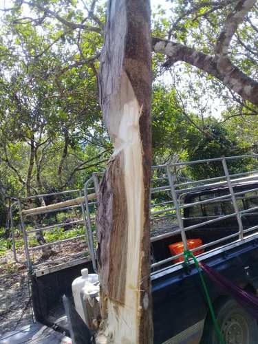 Agar-SIT | Gaharu 沉香 Agarwood