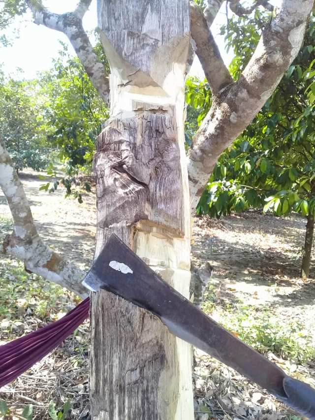 Agar-SIT | Gaharu 沉香 Agarwood