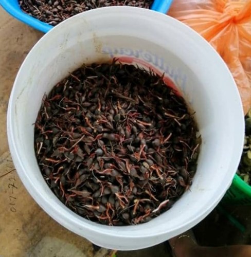Germinate gaharu seeds | Gaharu 沉香 Agarwood