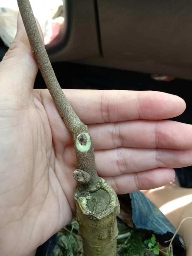 Seedling 奇楠苗 | Gaharu 沉香 Agarwood