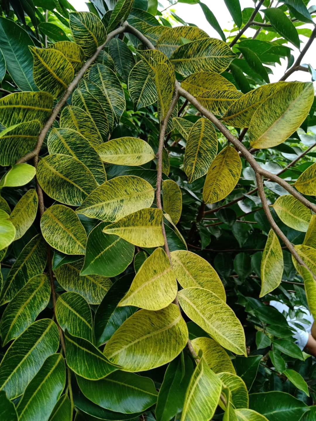 Kynam species | Gaharu 沉香 Agarwood