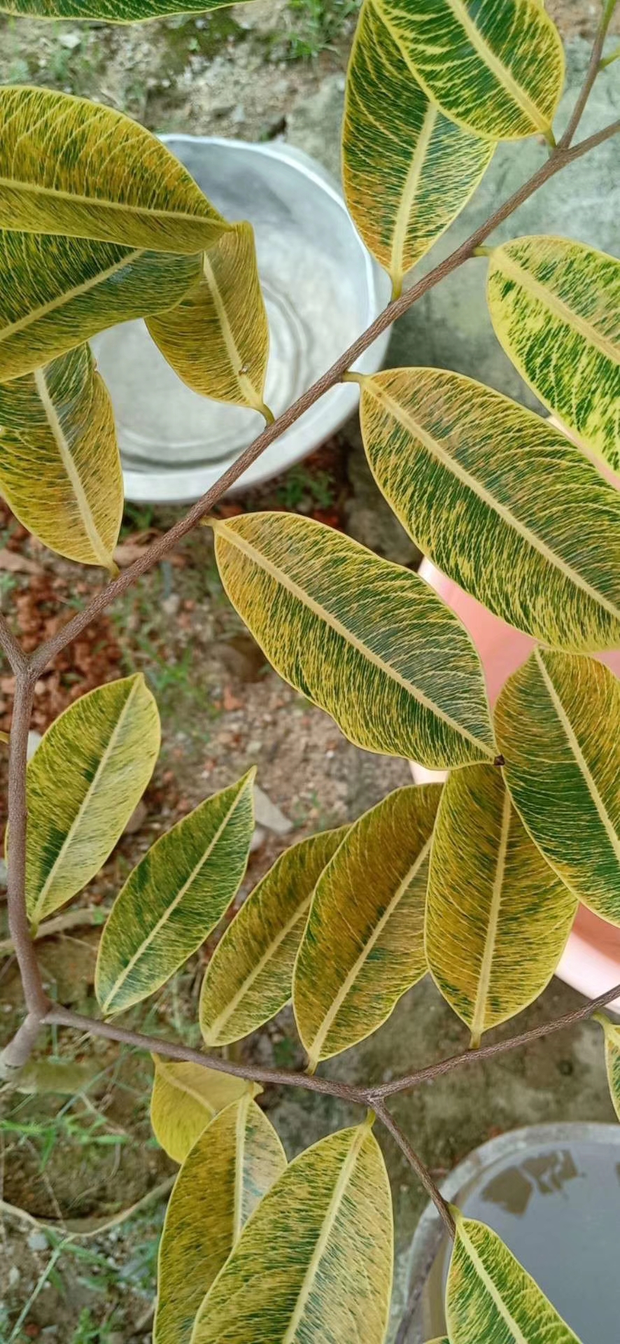 Kynam species | Gaharu 沉香 Agarwood