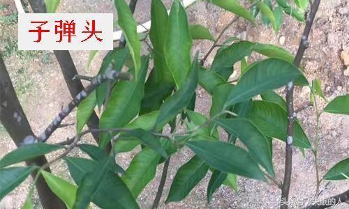 Kynam species | Gaharu 沉香 Agarwood