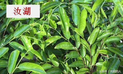 Kynam species | Gaharu 沉香 Agarwood